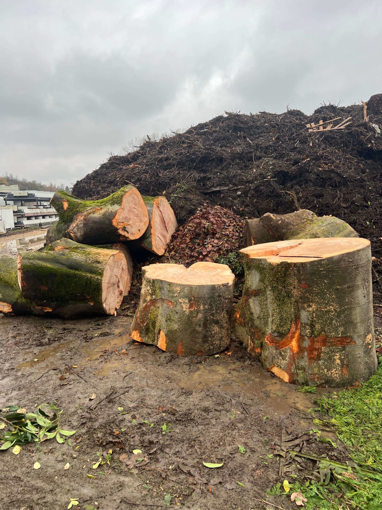 Elaguer, couper un arbre ou des haies à St-Savin - Rausch élagage